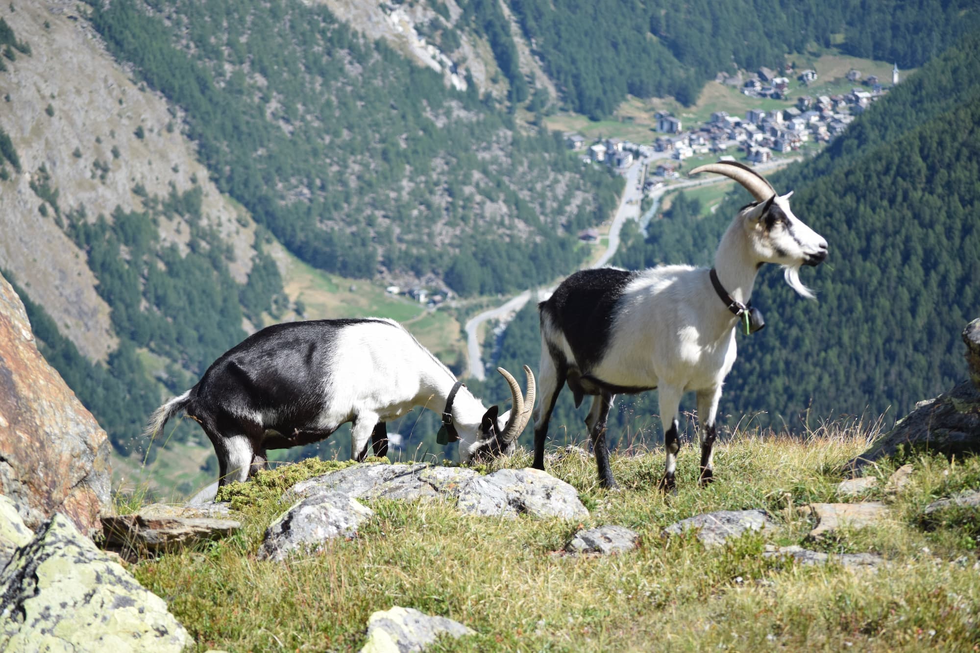 Schweizer Ziegenrassen - Schweizer Bäuerinnen & Bauern